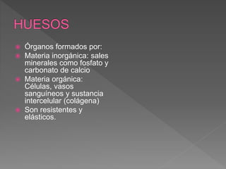 Sistema oseo y muscular | PPTX