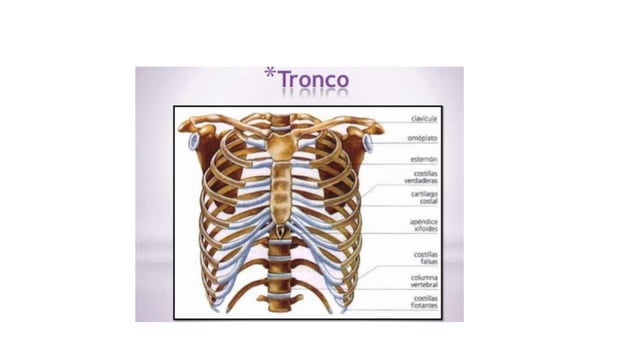 SISTEMA OSEO Y MUSCULAR.pptx