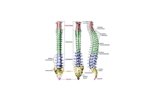 SISTEMA OSEO Y MUSCULAR.pptx