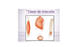 SISTEMA OSEO Y MUSCULAR.pptx