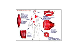 SISTEMA OSEO Y MUSCULAR.pptx