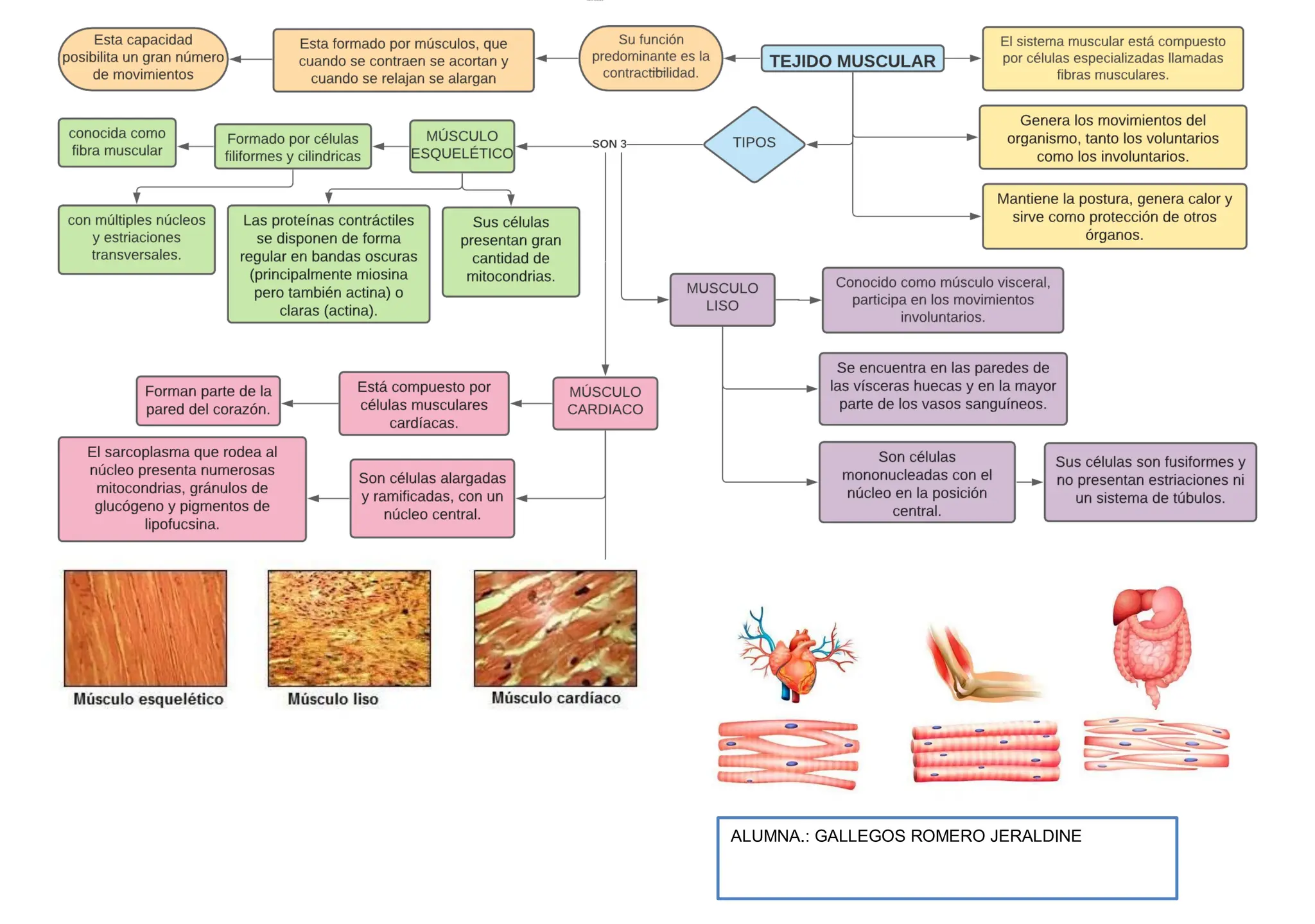 SISTEMA OSEO Y MUSCULAR .pdf,,,,,,,,,,,,,, | PPT
