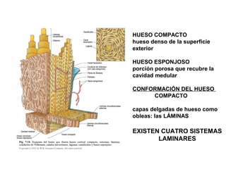Sistema oseo y sus tejidos | PPT