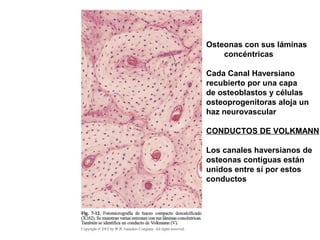 Sistema oseo y sus tejidos | PPT