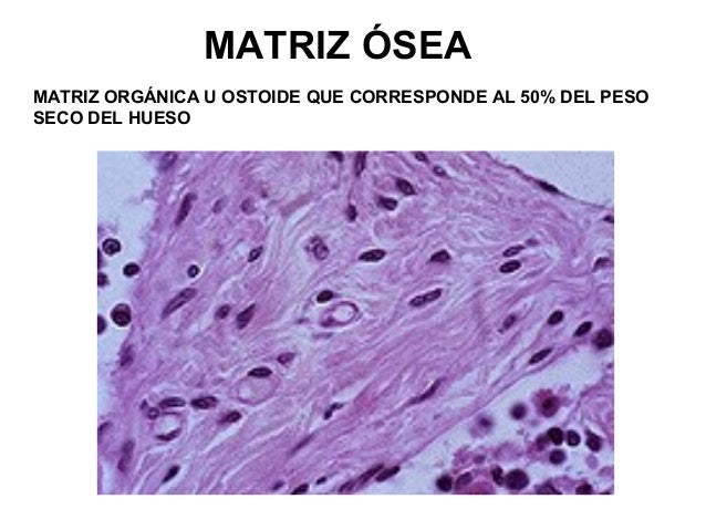 Sistema oseo y sus tejidos