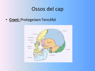 Sistema ossi | PPTX