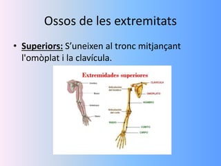 Sistema ossi | PPT