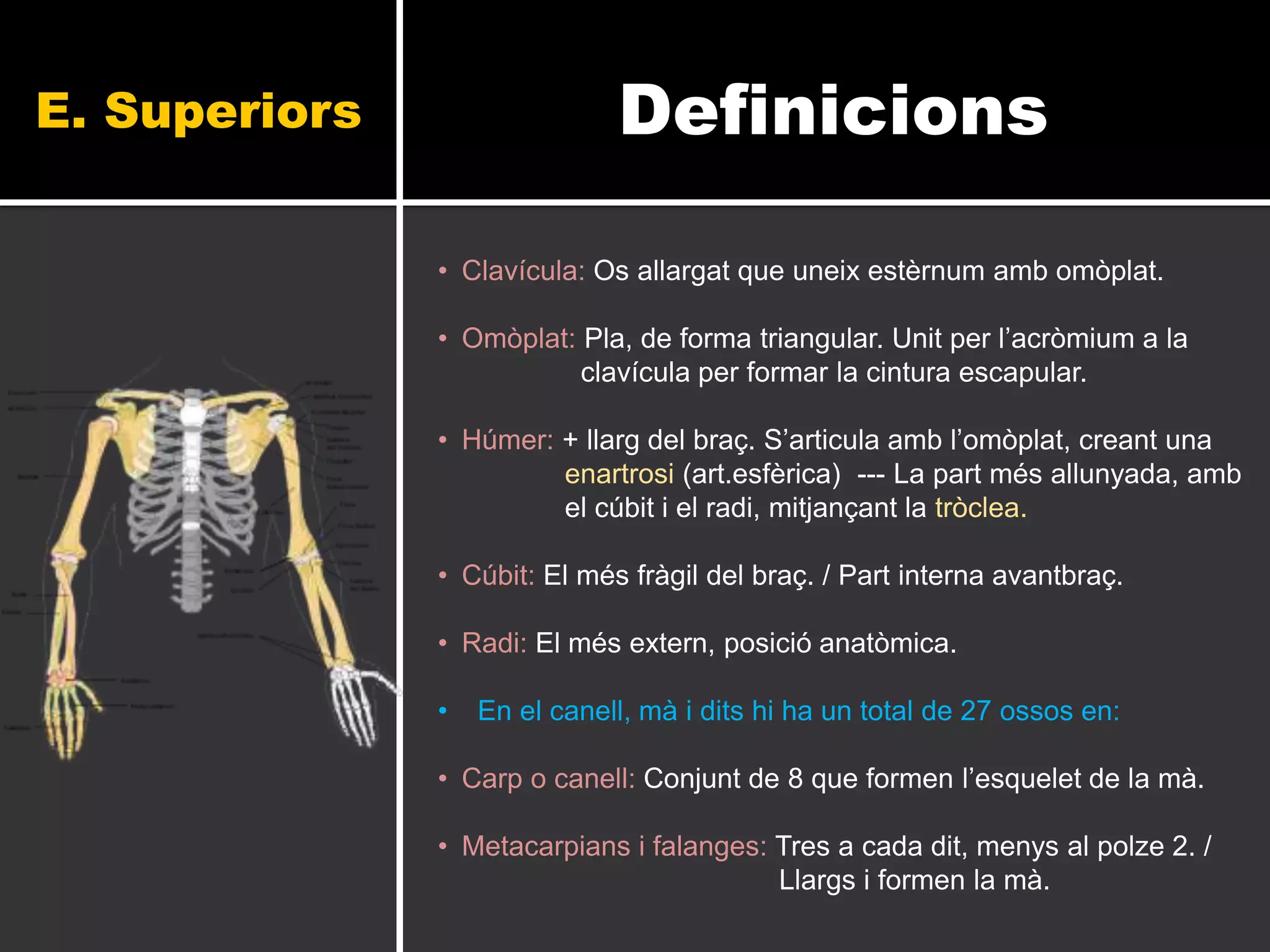 Sistema ossi (3). (extremitats) | PPTX
