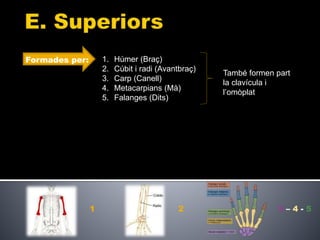 Sistema ossi (3). (extremitats) | PPTX