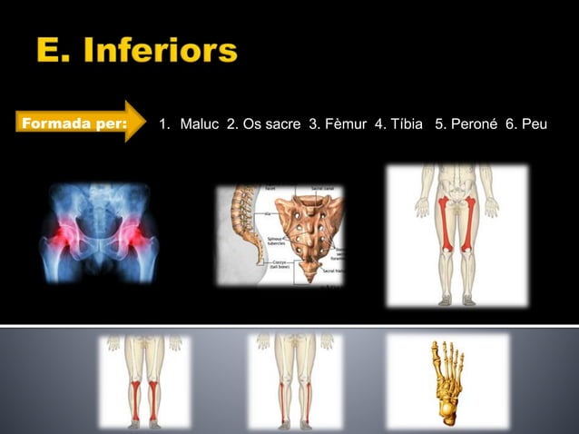 Sistema ossi (3). (extremitats) | PPT