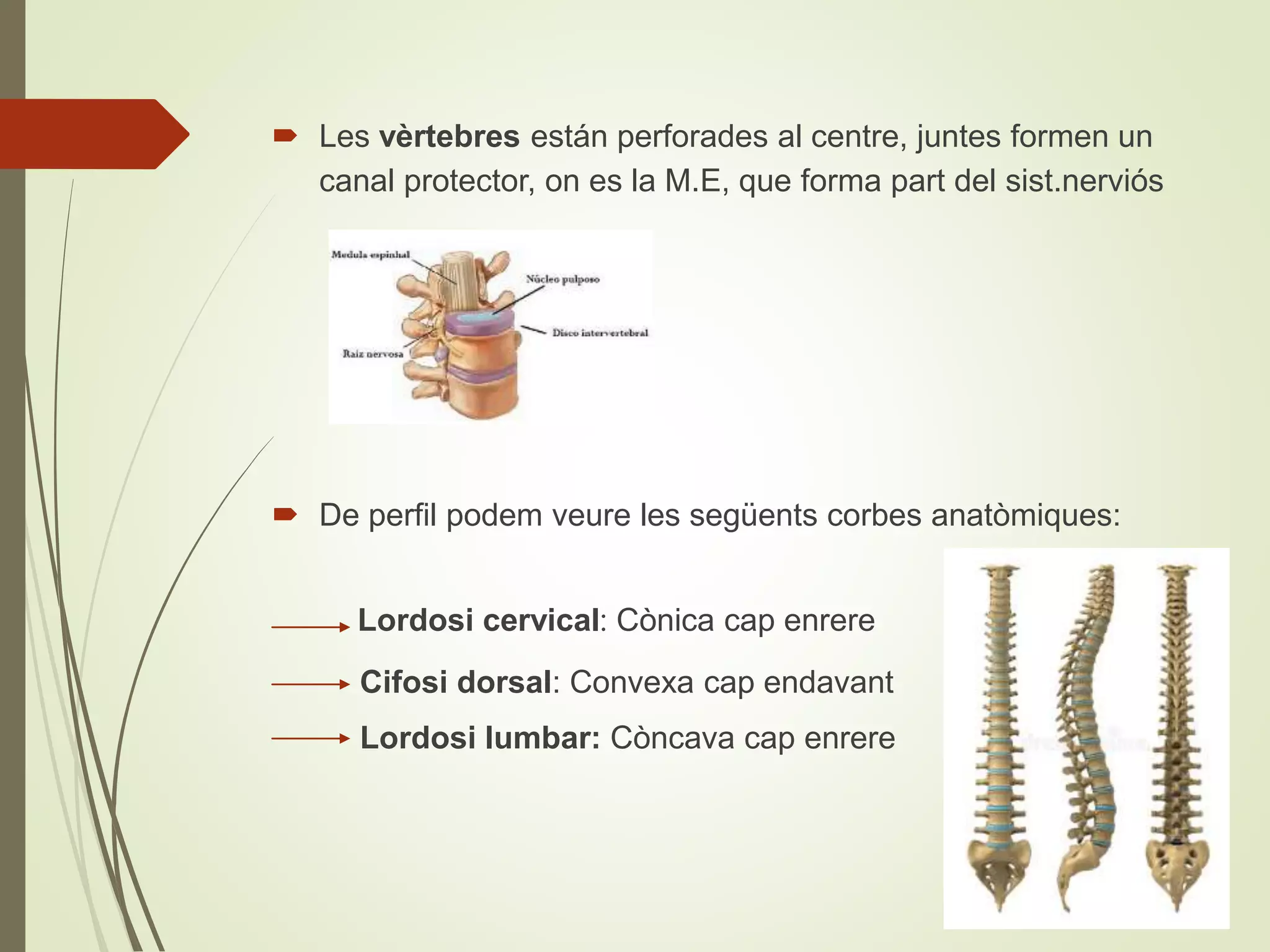 Sistema ossi 2. ( cap, columna i capsa toràcica) | PPT