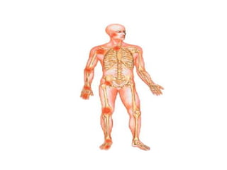 Sistema osteoarticular | PPT