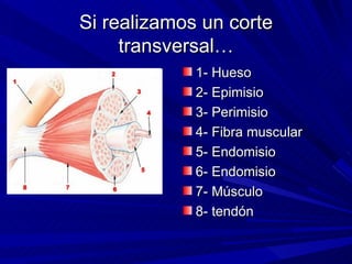 Sistema osteo artomuscular | PPT