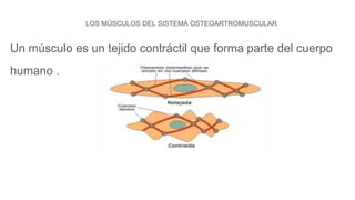 Sistema osteoartro muscular | PPTX