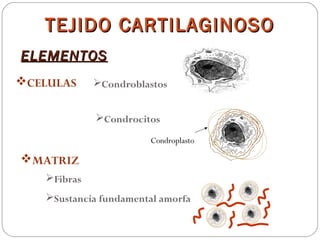 Sistema osteoartromuscular | PPT