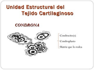 Sistema osteoartromuscular | PPT