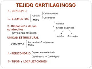 Sistema osteoartromuscular | PPT