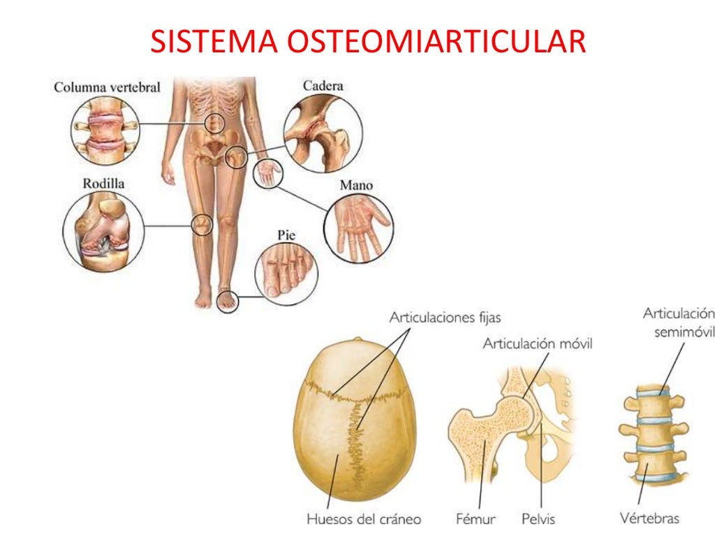 Patologia Osteomioarticular Em Um Segmento Da Coluna - RETOEDU