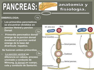 Sistema pancreatico anatomia, fisiologia .pptx