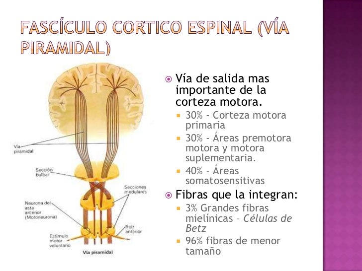 Sistema piramidal completo