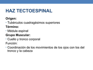 Sistema piramidal y extrapiramidal | PPT