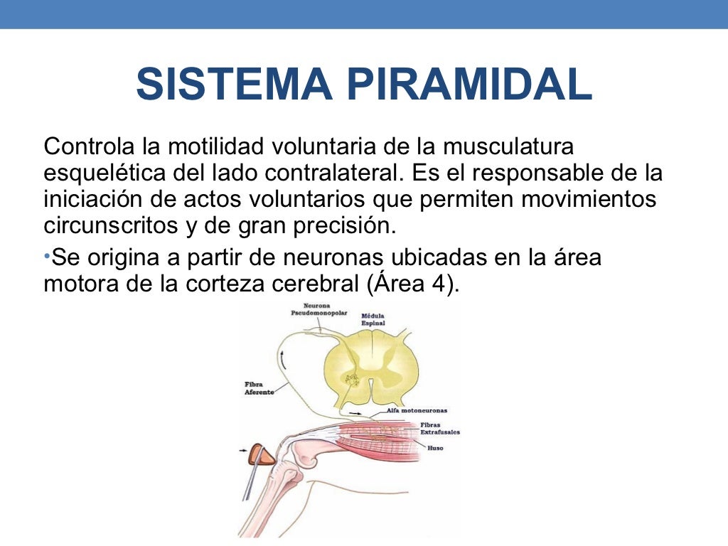Sistema piramidal y extrapiramidal