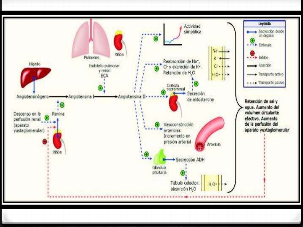 Sistema RENINA-ANGIOTENSINA-ALDOSTERONA