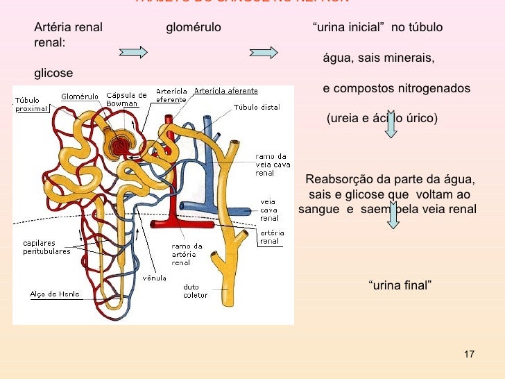 Sistema renal
