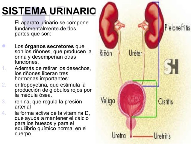 Sistema Excretor Humano Con Sus Partes Sistema Excretor Ieta