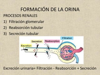 Proceso De Orinar