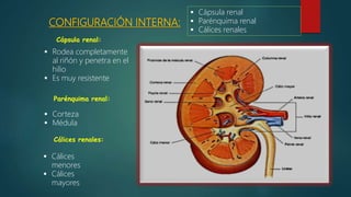 Anatomia y Fisiologia Renal | PPTX