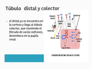Sistema renal | PPTX