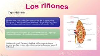 Anatomía -Sistema renal | PPTX