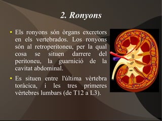 Sistema Renal | PPT