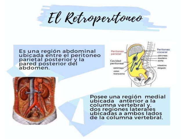 El Sistema Renal. Región Retroperitoneal Media y Lateral