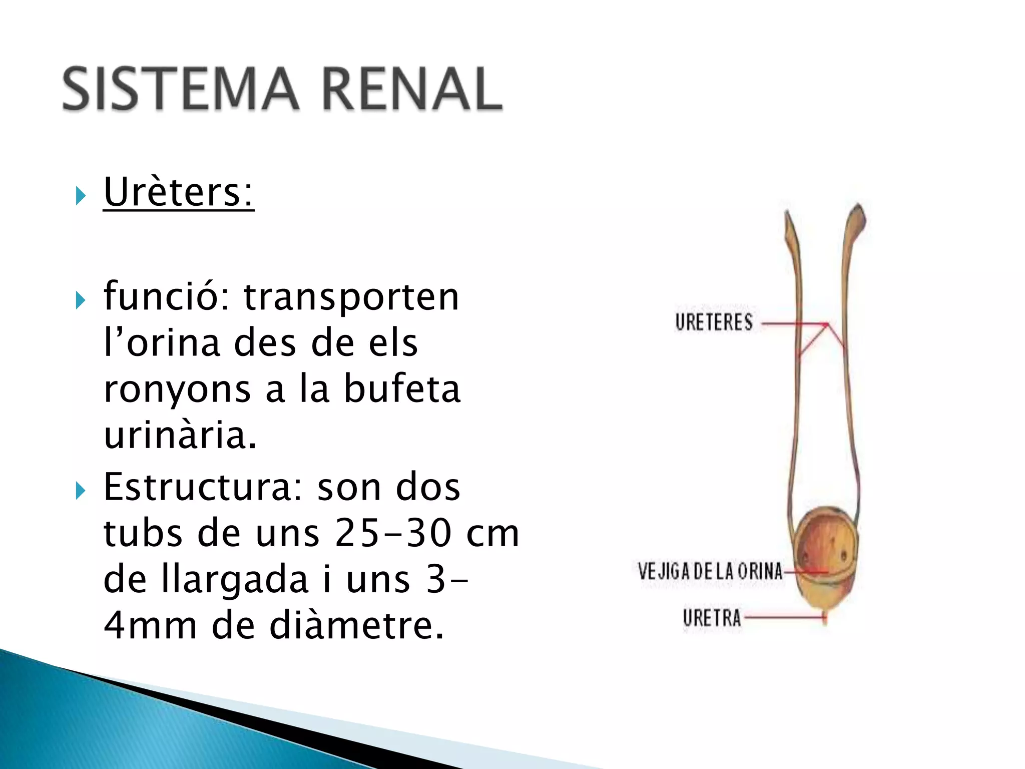 Sistema renal pp | PPTX