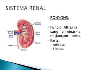 Sistema renal pp | PPTX