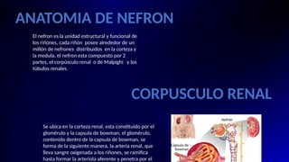 SISTEMA RENAL Y URINARIO DIAPOSITIVAS 2.pptx