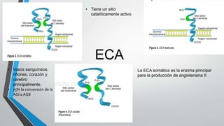 Sistema renina angiotensina-aldosteronapresentacion | PPTX