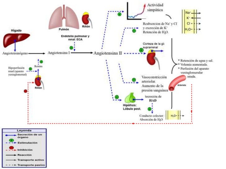 Sistema renina angiotensina-aldosterona (raas)