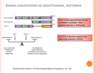 Sistema renina angiotensina aldosterona | PPTX