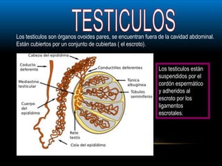 Histologia del Sistema reproductor masculino 2015 | PPTX