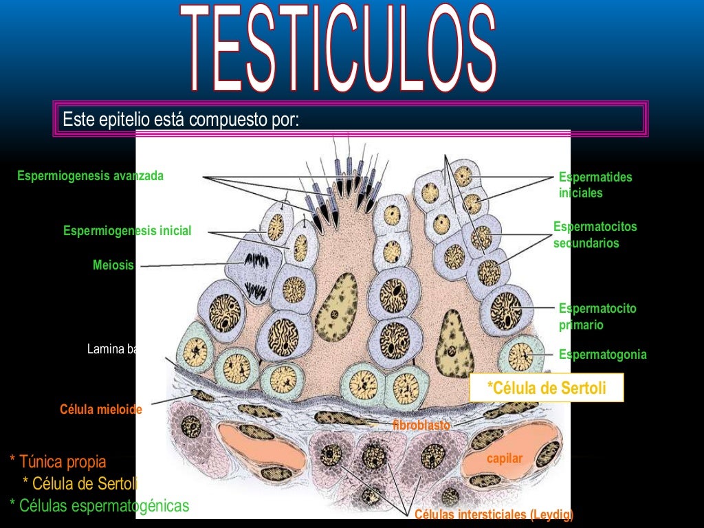 Histologia Del Sistema Reproductor Masculino 2015