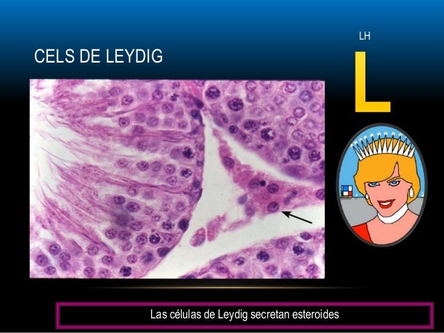 Histologia del Sistema reproductor masculino 2015