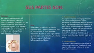 Sistema reproductivo | PPTX