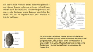 Sistema reproductivo masculino y femenino en Insectos | PPTX