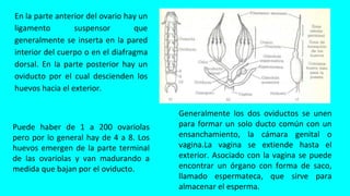 Sistema reproductivo masculino y femenino en Insectos | PPTX