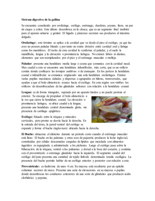 Sistema reproductivo y digestivo de la gallina | DOCX