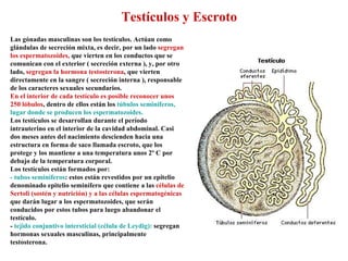 Sistema Reproductor | PPT