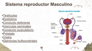 SISTEMA REPRODUCTOR-1 (1).pptx